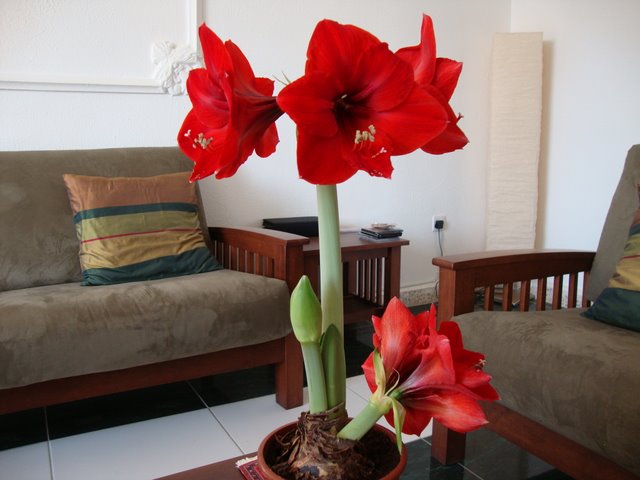 MIROBOLANTE AMARYLLIS - Journal de Michel Bellin